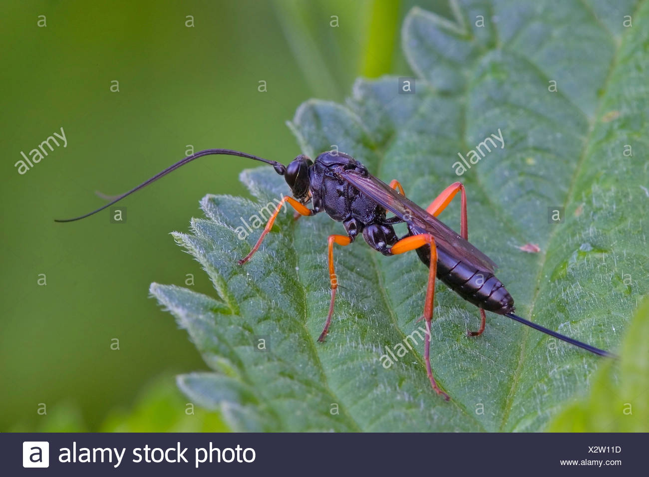 Ichneumon Flies High Resolution Stock Photography and Images - Alamy