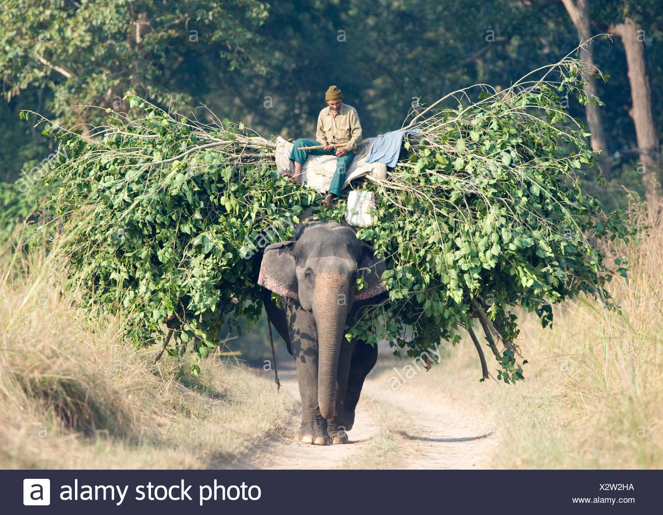 Man Riding Elephant High Resolution Stock Photography and Images - Alamy