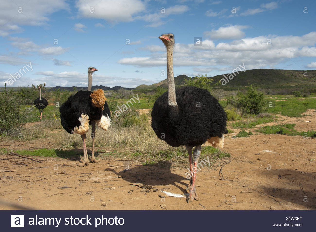 Shrub Savanna High Resolution Stock Photography and Images - Alamy