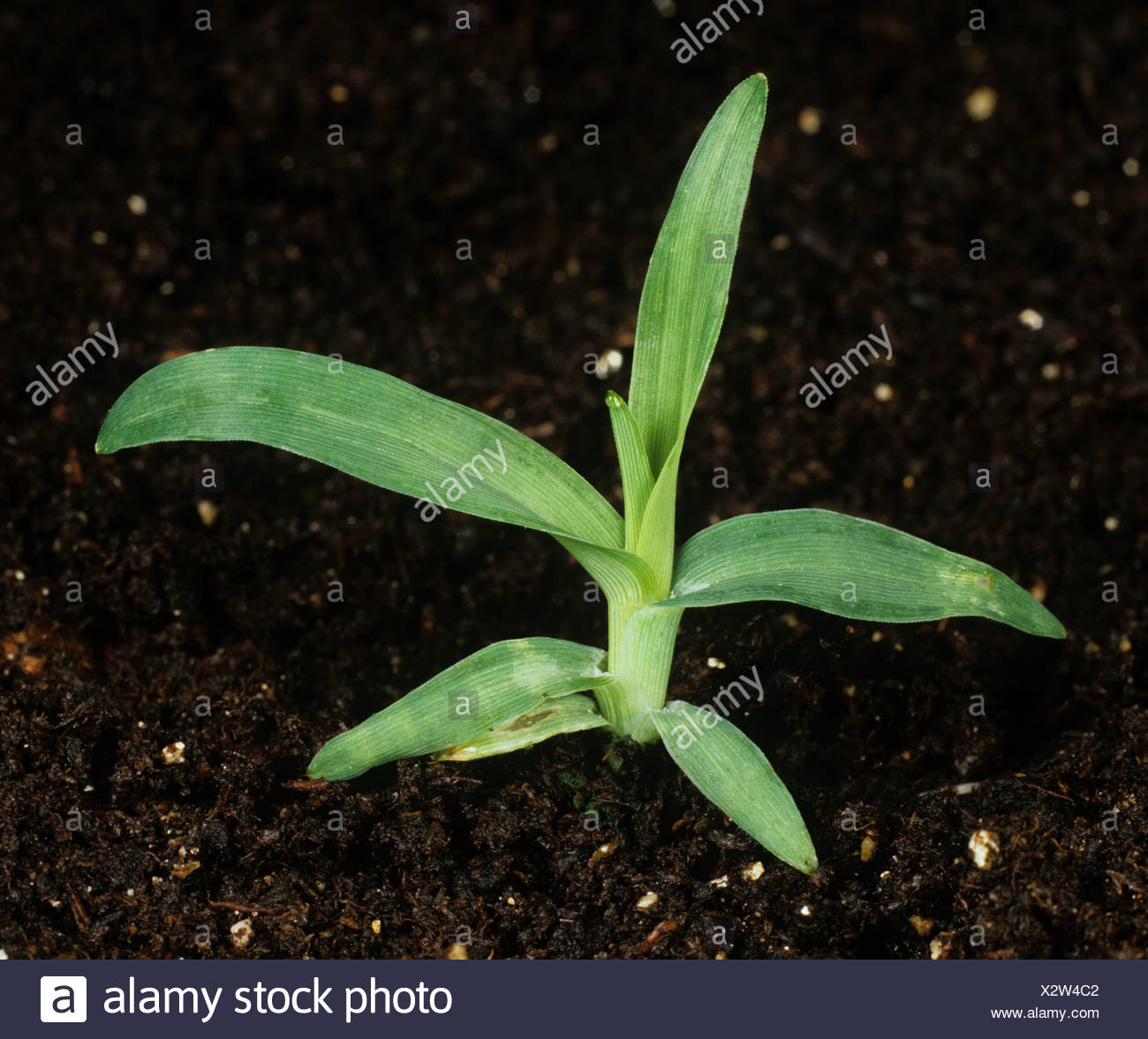 Eleusine Indica Stock Photos & Eleusine Indica Stock Images - Alamy