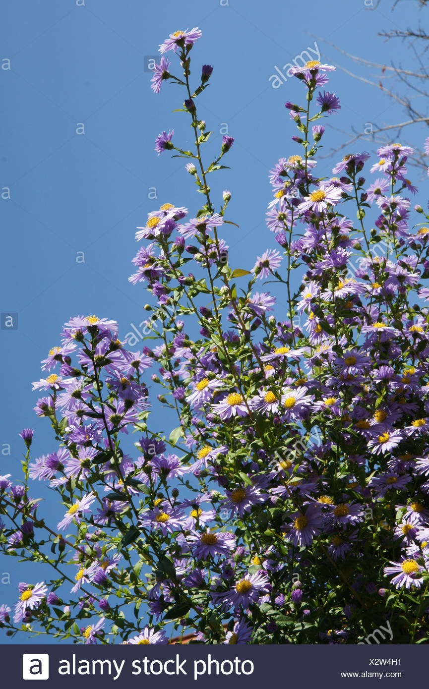 Astern High Resolution Stock Photography and Images - Alamy