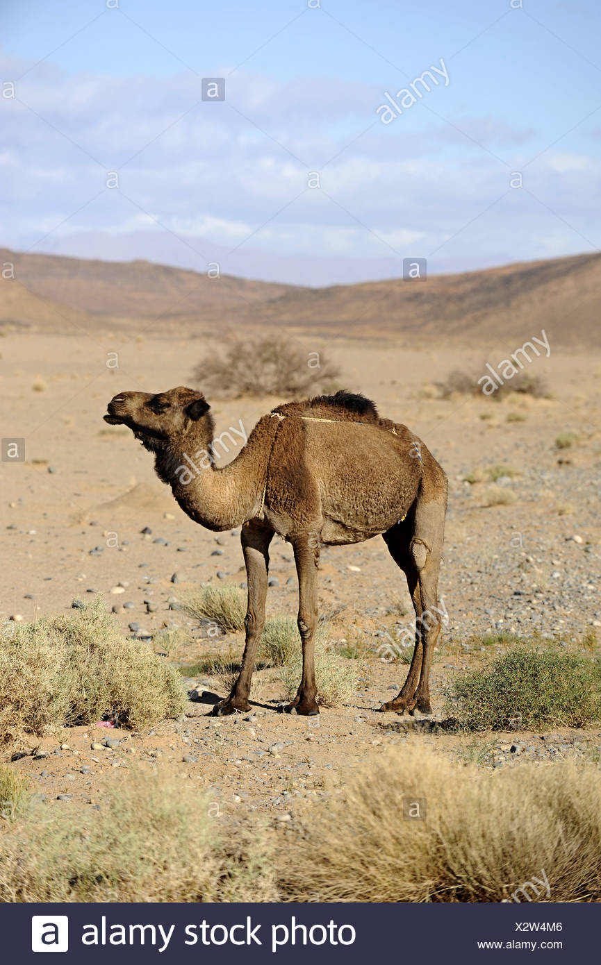 Dromedary Camel Stock Photos & Dromedary Camel Stock Images - Alamy