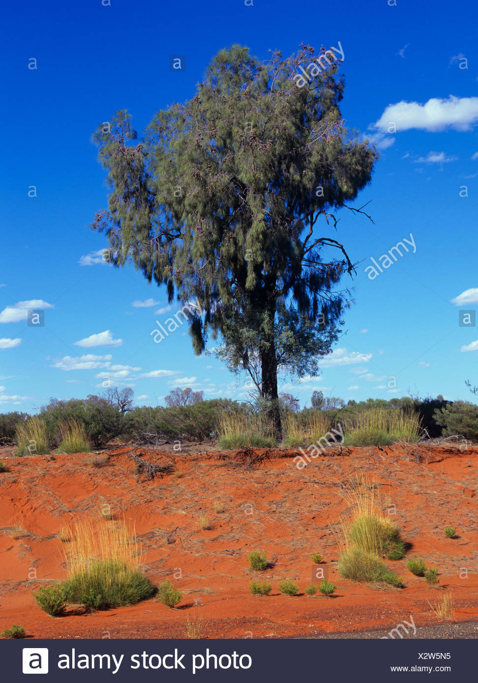 She Oak Trees High Resolution Stock Photography and Images - Alamy