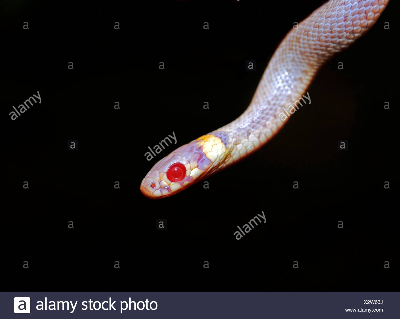 Ringlet Adder High Resolution Stock Photography and Images - Alamy