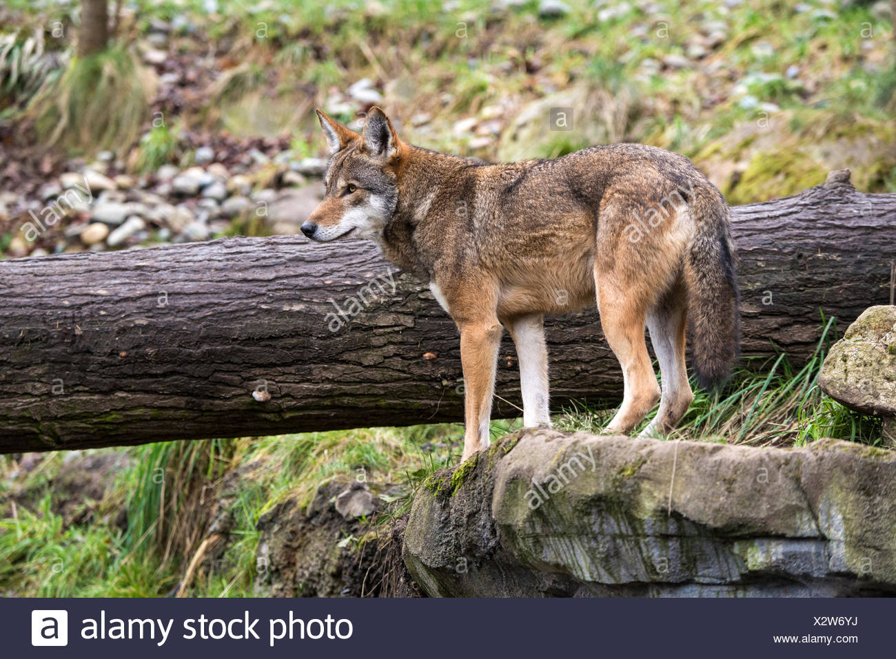Canis Rufus Stock Photos & Canis Rufus Stock Images - Alamy