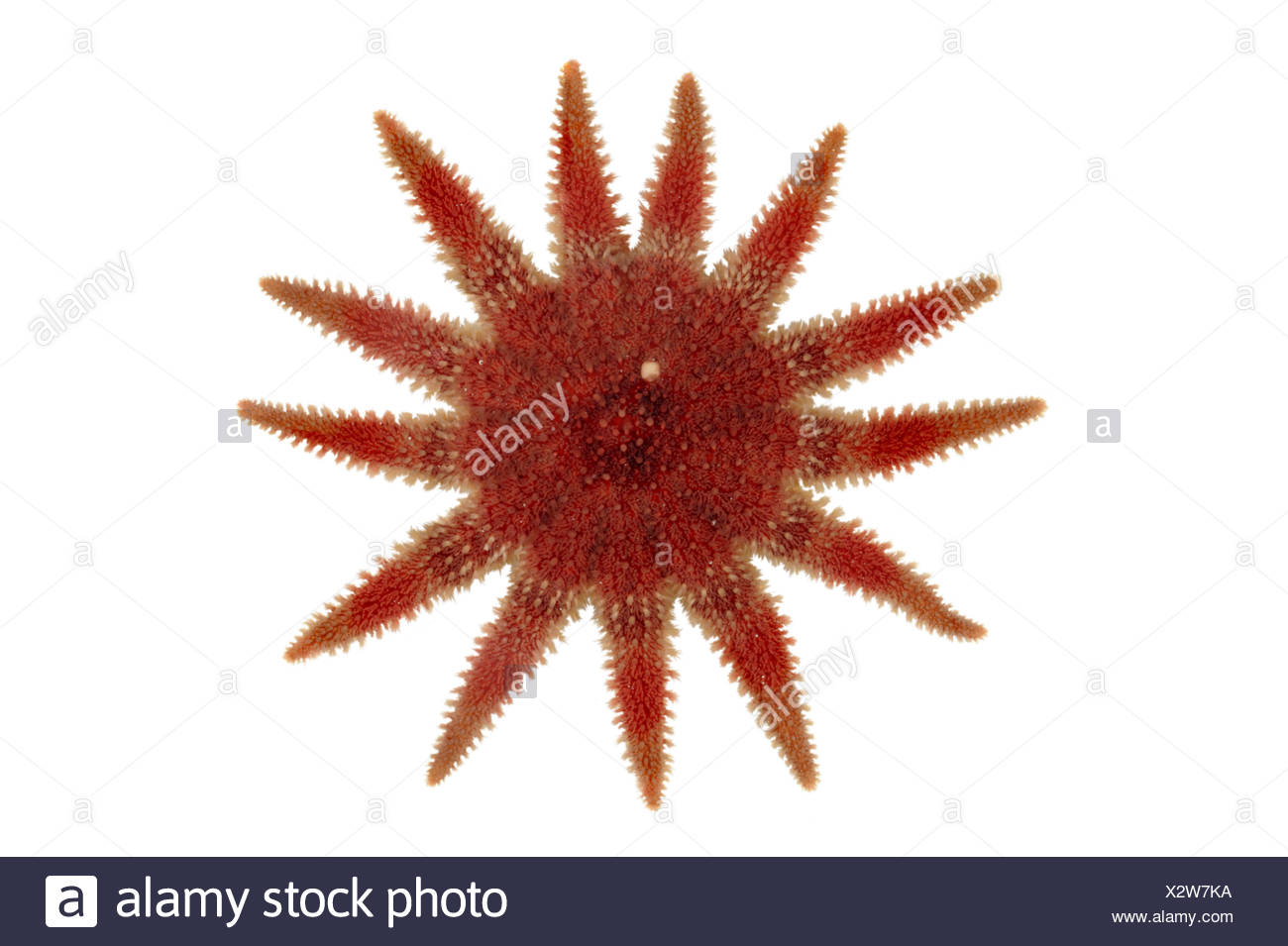 Sunstar Starfish High Resolution Stock Photography and Images - Alamy