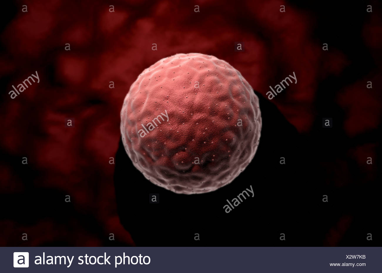 Blastomere High Resolution Stock Photography and Images - Alamy