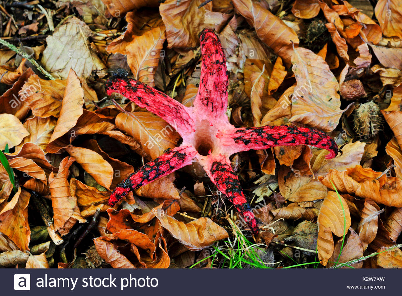 Stink Horn Fungi High Resolution Stock Photography and Images - Alamy