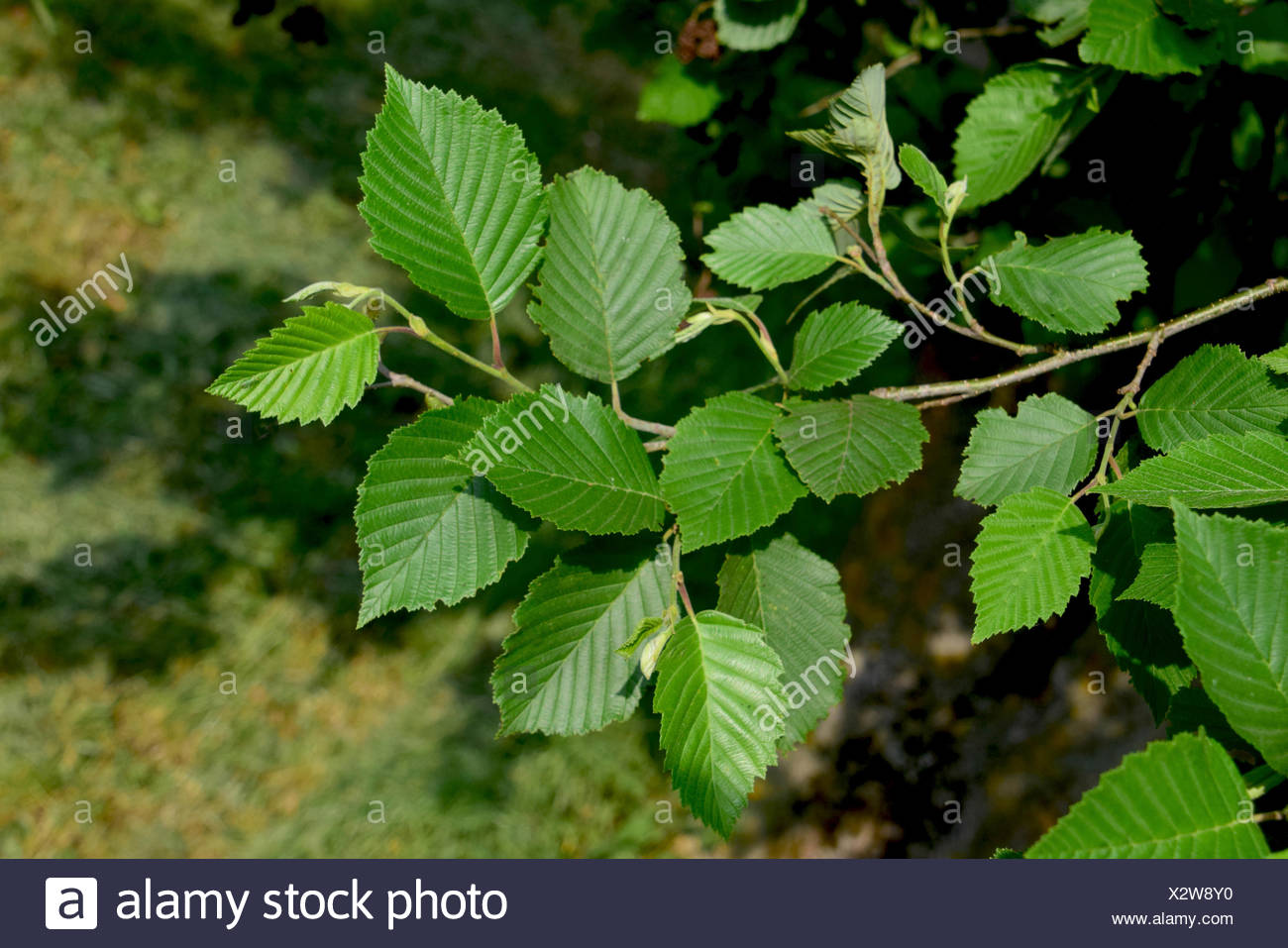 Alnus Incana Leaf High Resolution Stock Photography and Images - Alamy