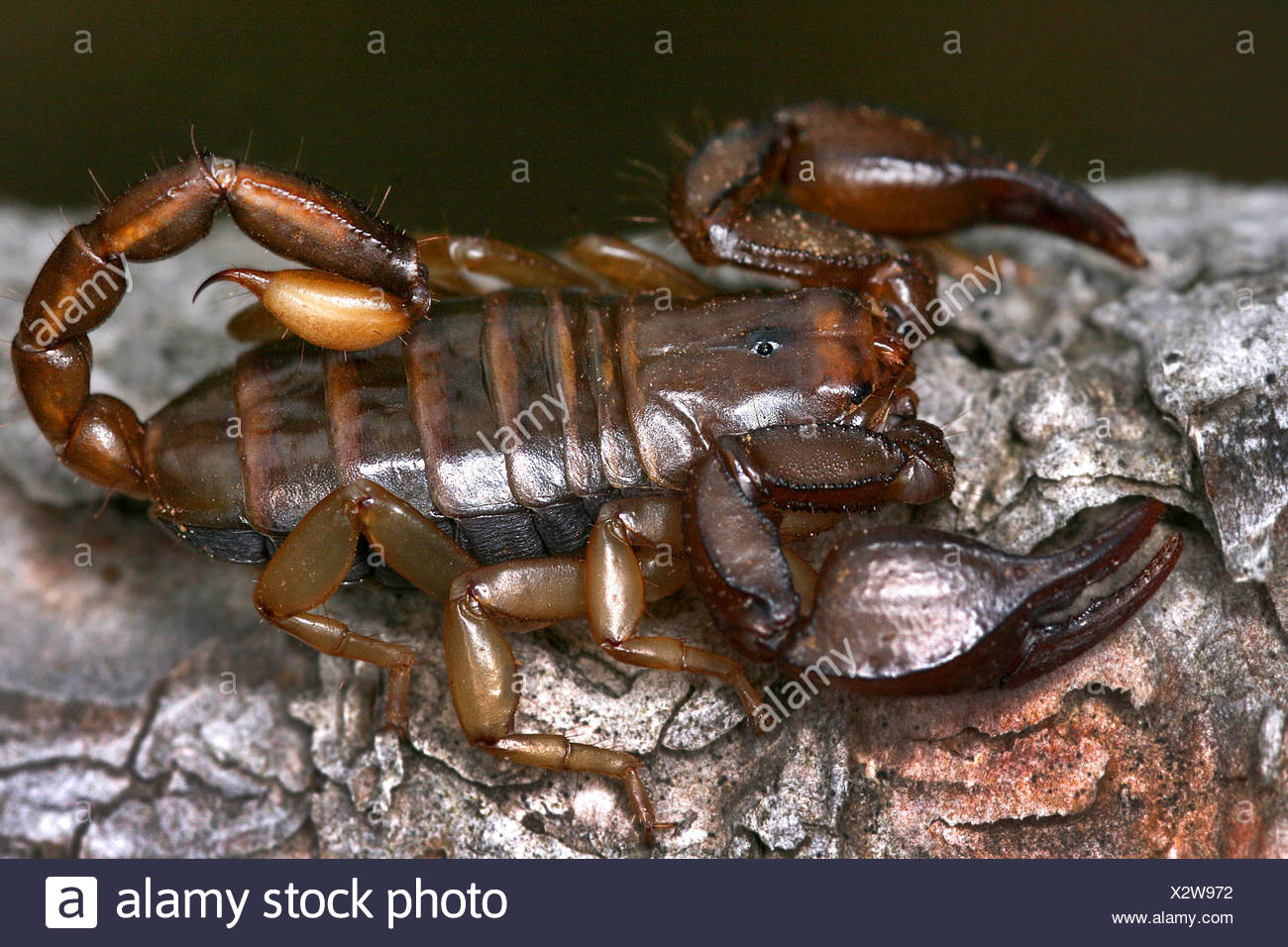 Skorpione Stock Photos & Skorpione Stock Images - Alamy