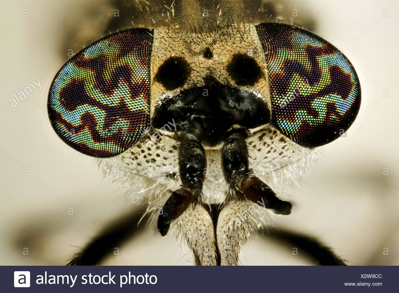 Horsefly Cleg Stock Photos & Horsefly Cleg Stock Images - Alamy