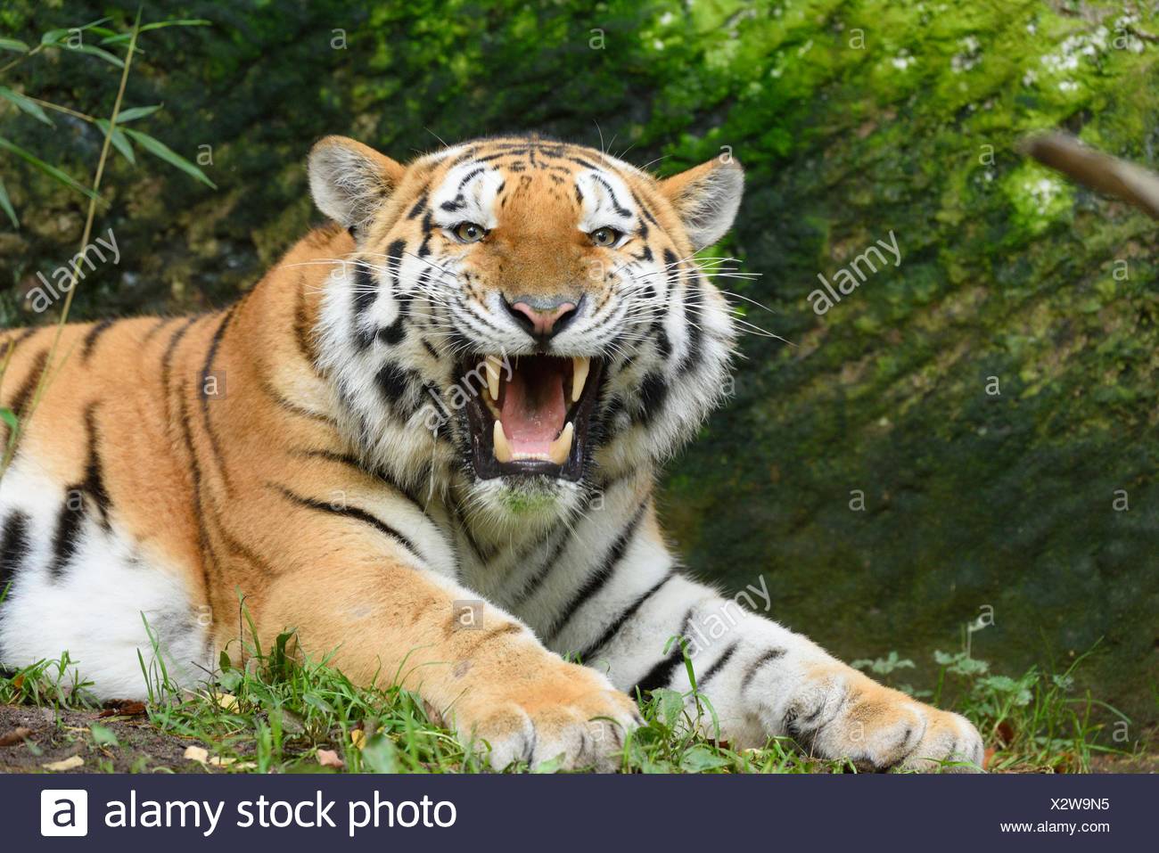 Roar Tiger High Resolution Stock Photography and Images - Alamy