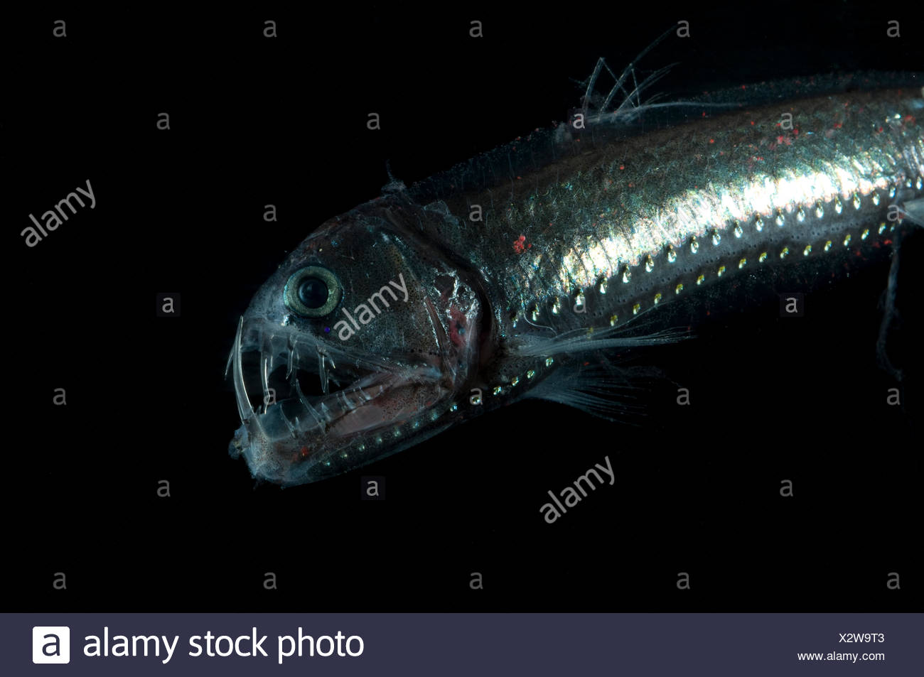 Viperfish High Resolution Stock Photography and Images - Alamy