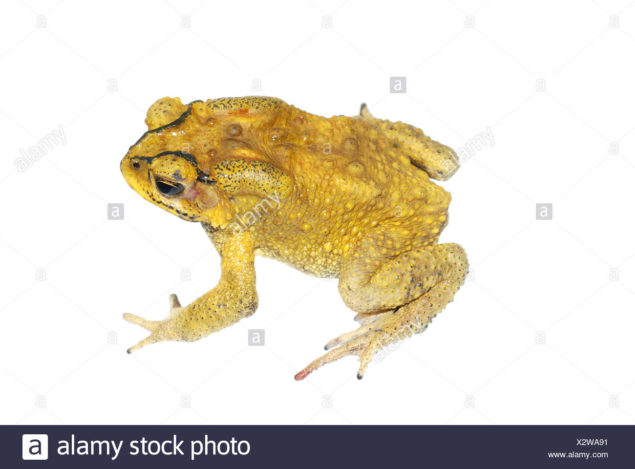 Golden Toad Stock Photos & Golden Toad Stock Images - Alamy