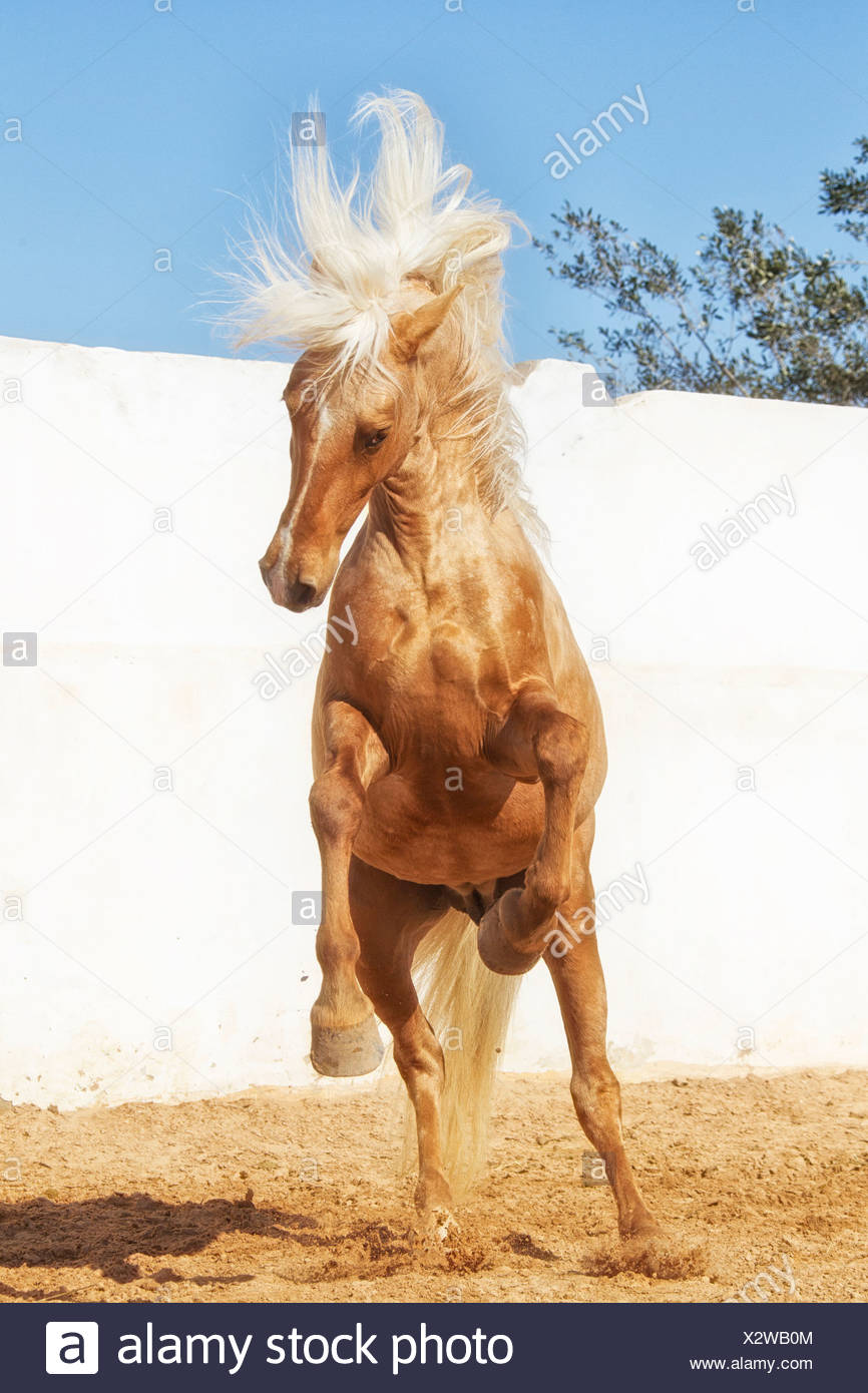 Rearing Horse Palomino High Resolution Stock Photography and Images - Alamy
