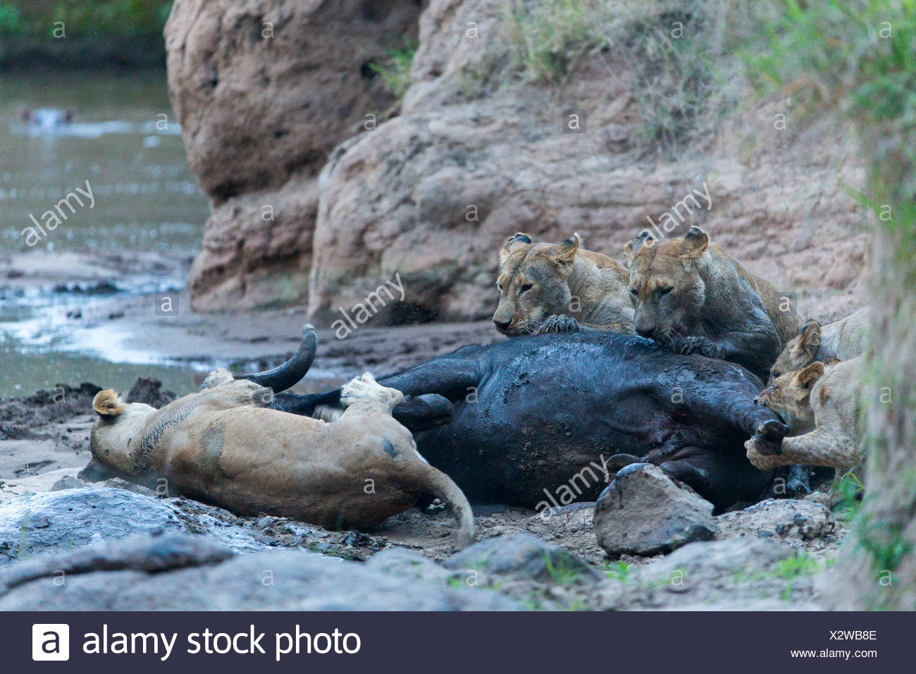 Lion Chasing Buffalo High Resolution Stock Photography and Images - Alamy
