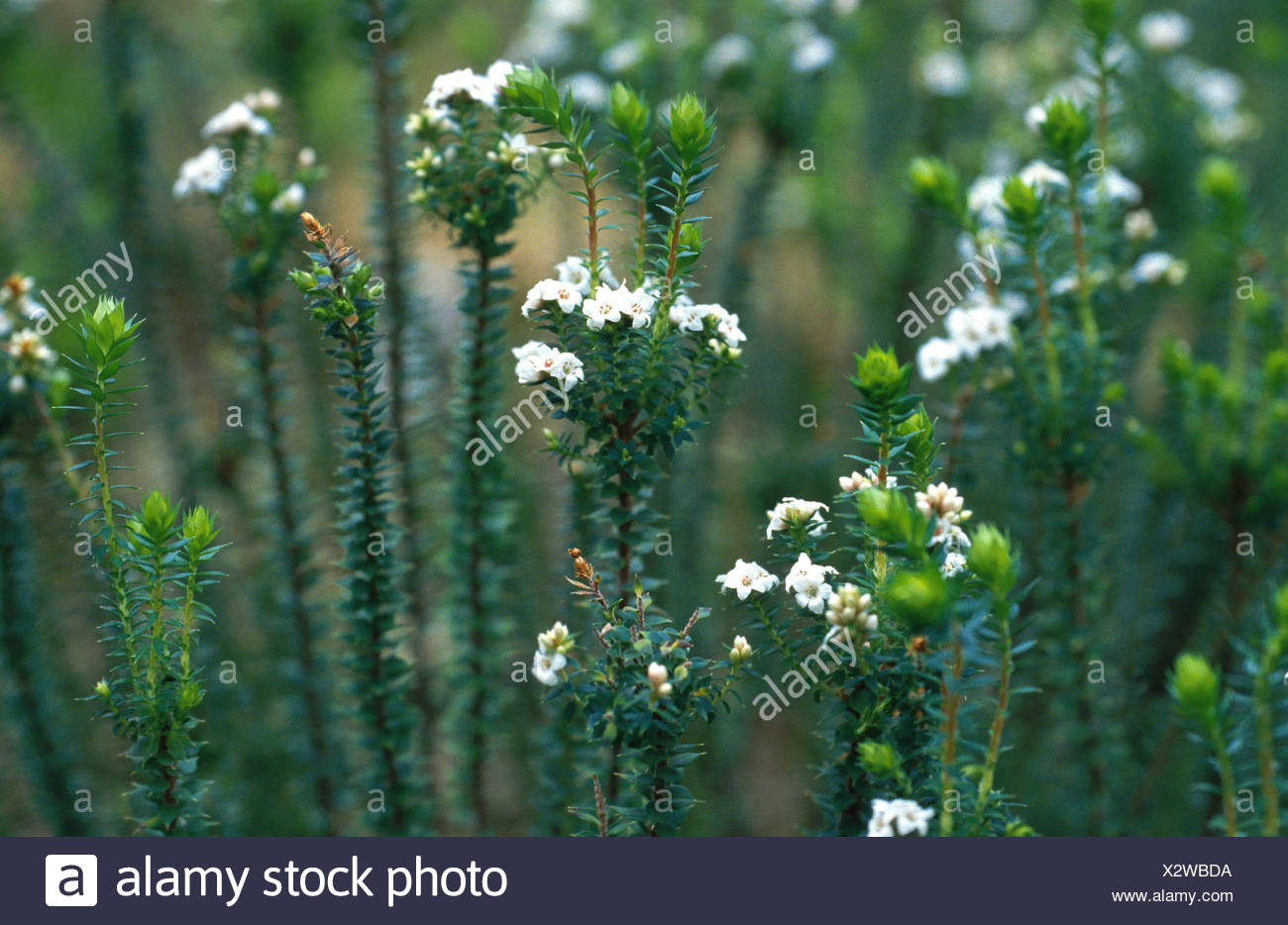 Epacridaceae High Resolution Stock Photography and Images - Alamy