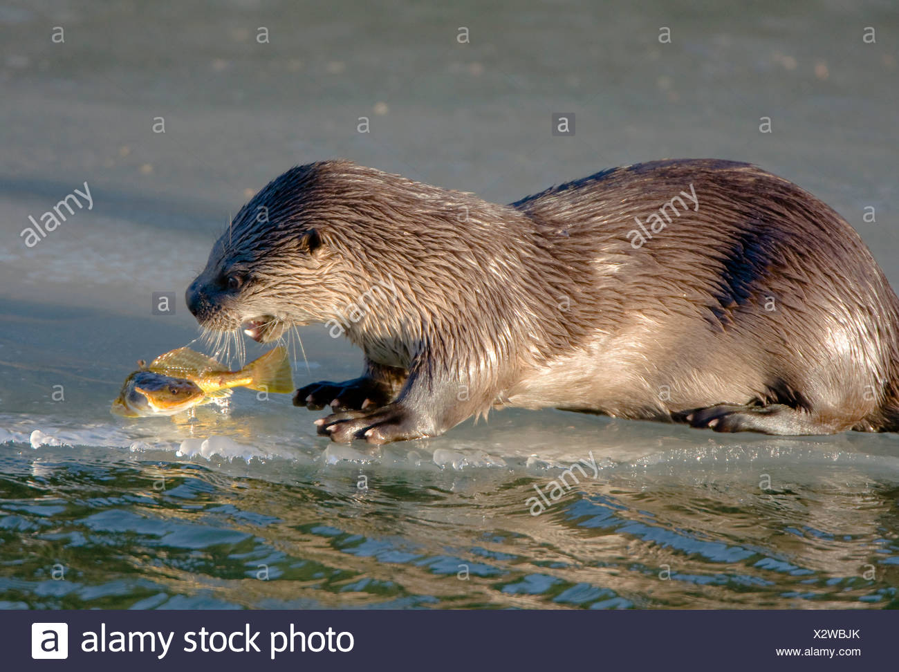 River Otter Alaska Stock Photos & River Otter Alaska Stock Images - Alamy
