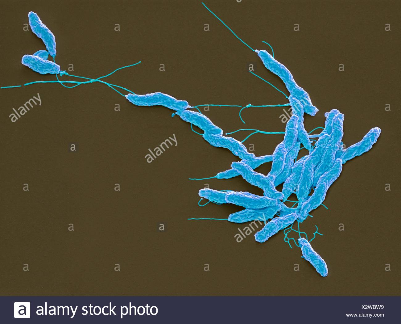 Escherichia Coli Bacteria Cell High Resolution Stock Photography and ...