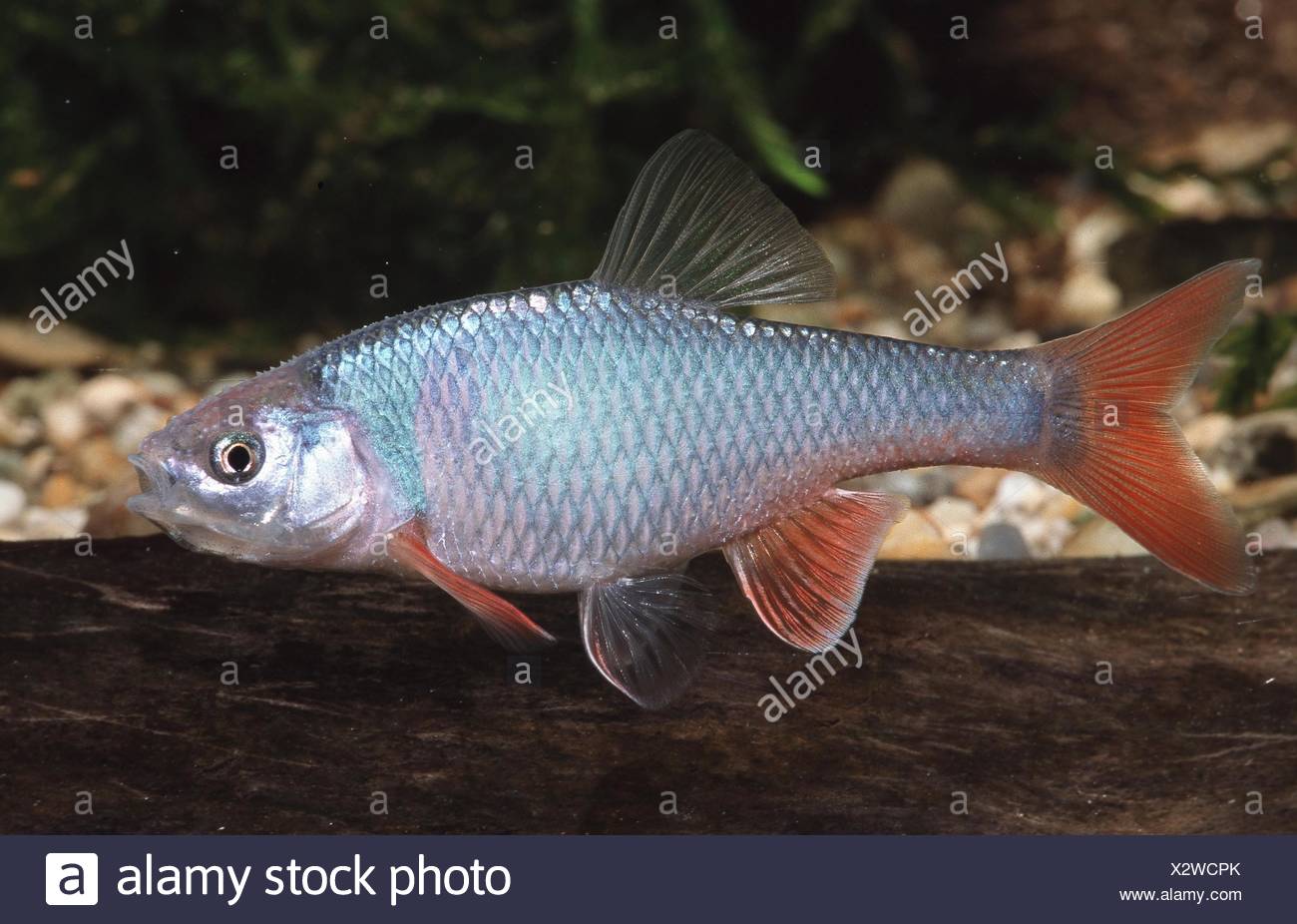 Shiner Fish Stock Photos & Shiner Fish Stock Images - Alamy