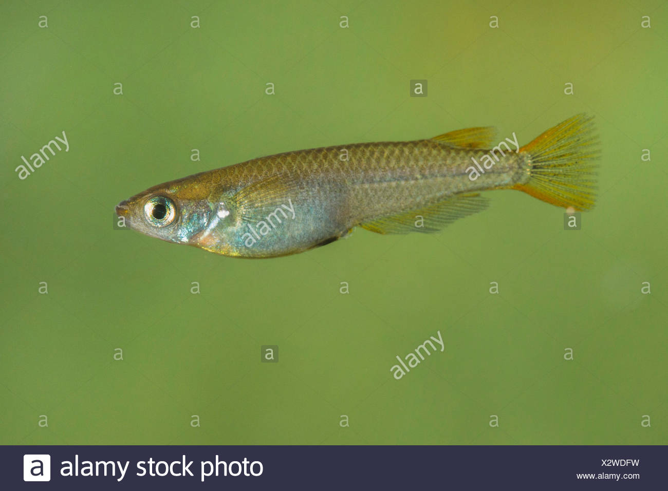 Oryzias Latipes High Resolution Stock Photography and Images - Alamy