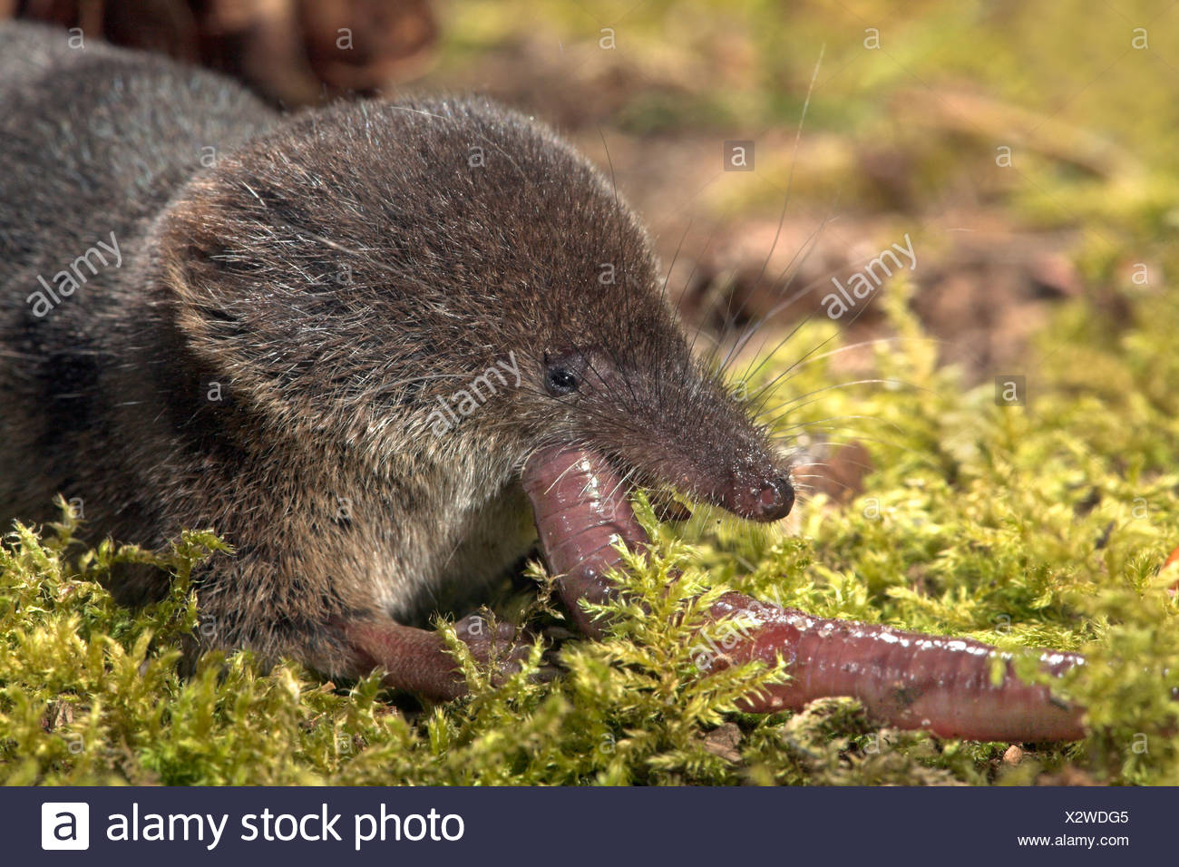 Earthworm Predator High Resolution Stock Photography and Images - Alamy