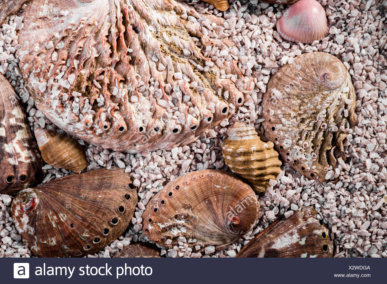 Abalone Stock Photos & Abalone Stock Images - Alamy