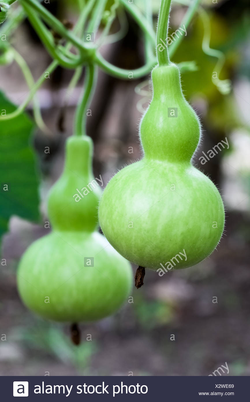 Calabash High Resolution Stock Photography and Images - Alamy