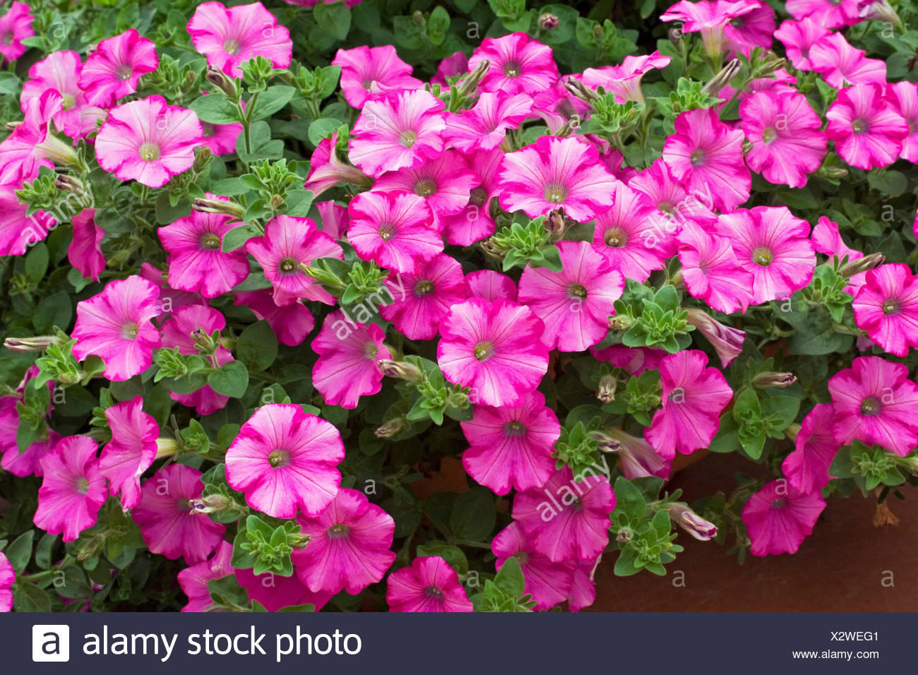 Supertunia Stock Photos & Supertunia Stock Images - Alamy