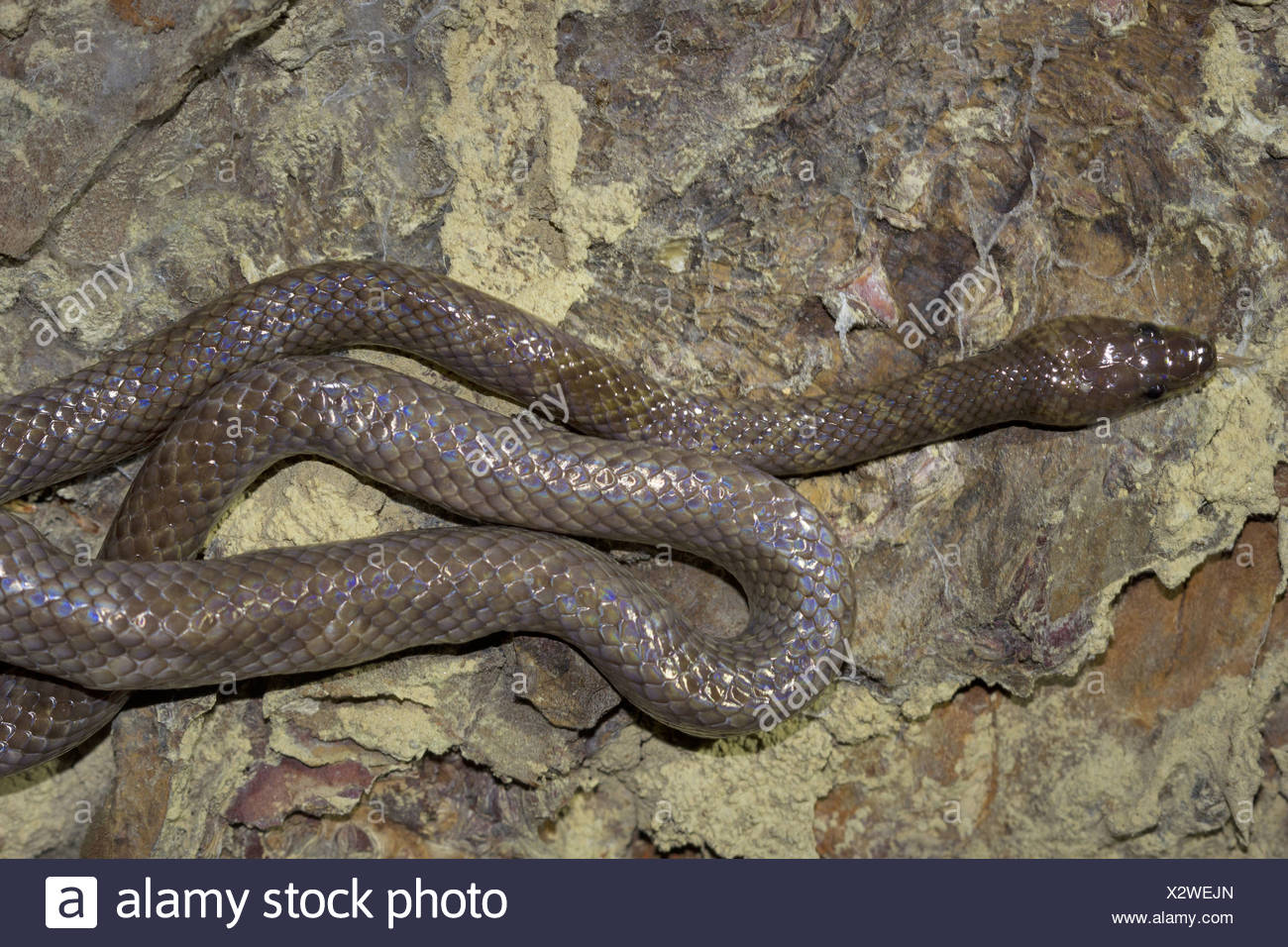Snake Venom High Resolution Stock Photography and Images - Alamy