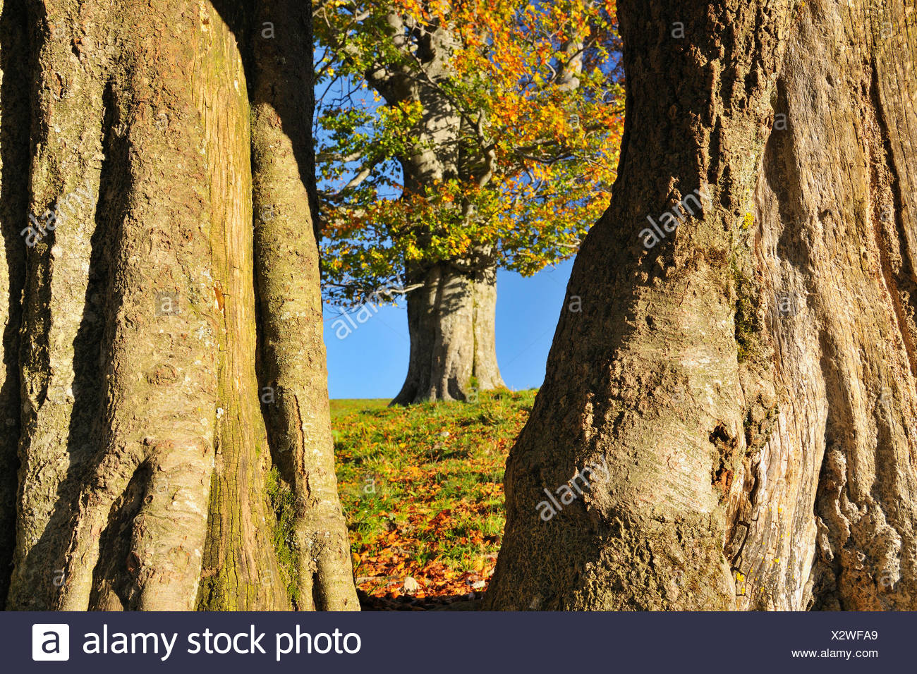 Black Beech Tree Stock Photos & Black Beech Tree Stock Images - Alamy