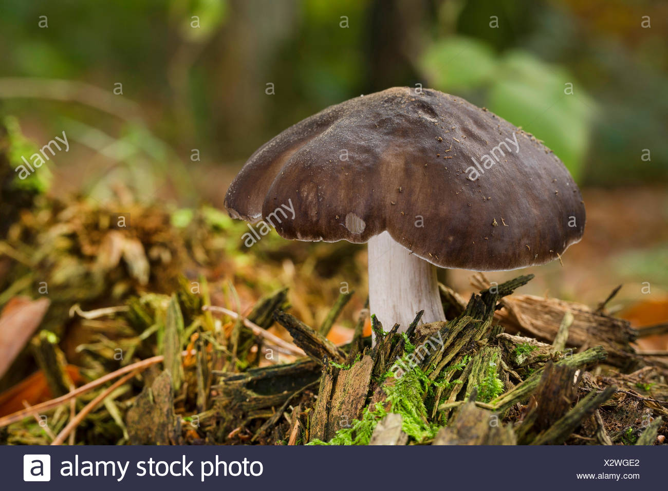 Pluteus Cervinus High Resolution Stock Photography and Images - Alamy