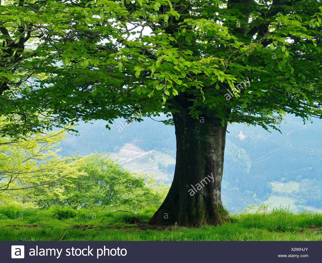 Beech Tree High Resolution Stock Photography and Images - Alamy