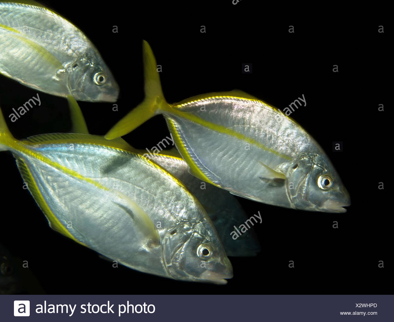 Trachurus High Resolution Stock Photography and Images - Alamy