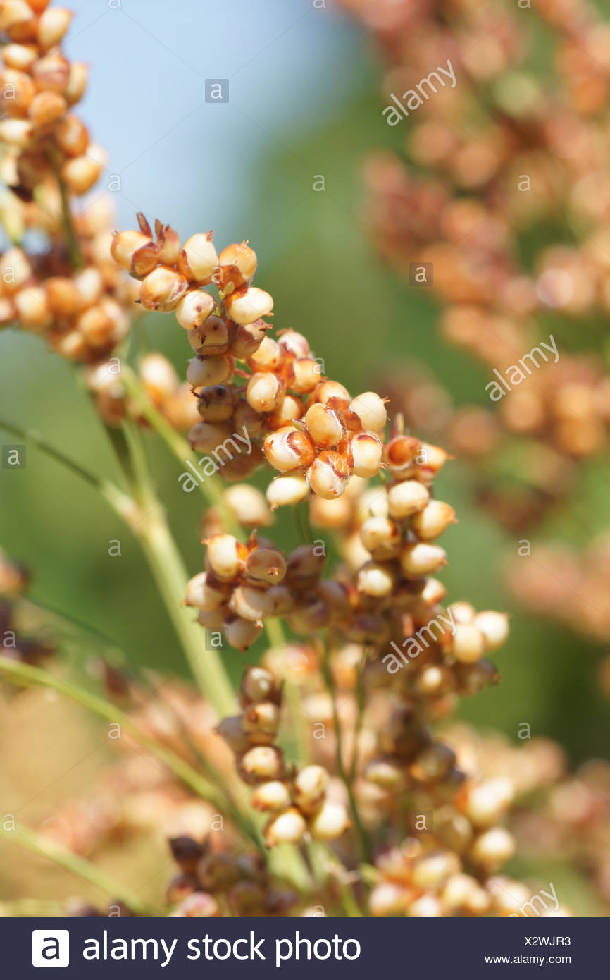 Durra Stock Photos & Durra Stock Images - Alamy