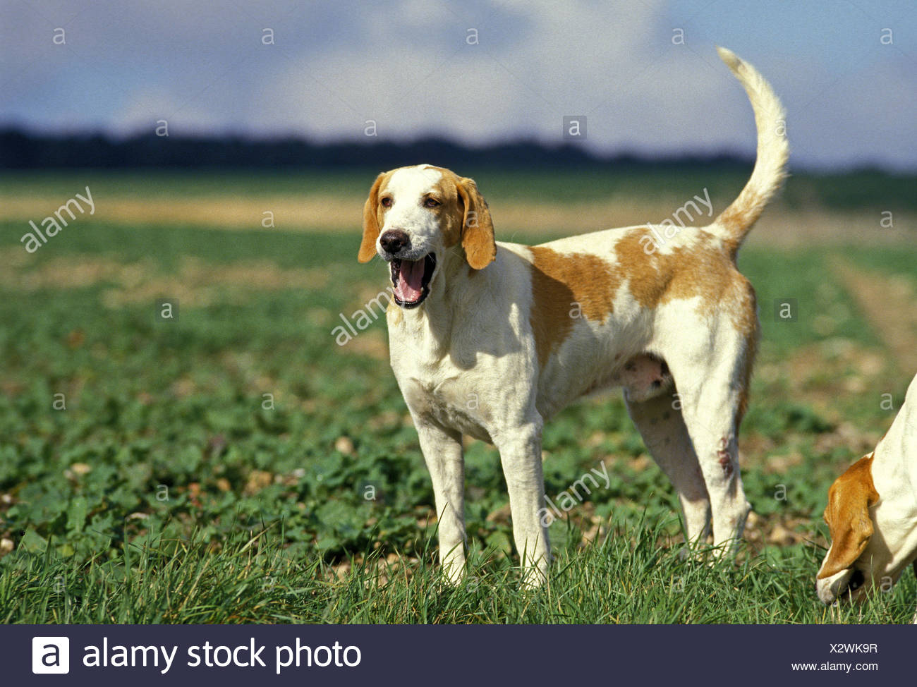 French Hound High Resolution Stock Photography and Images - Alamy
