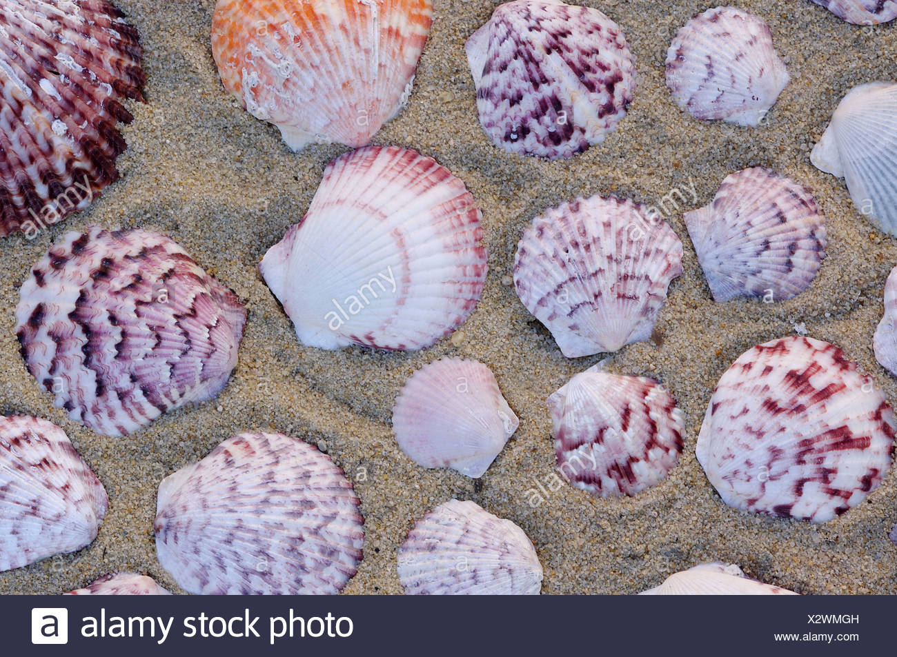 Chlamys Varia Stock Photos & Chlamys Varia Stock Images - Alamy