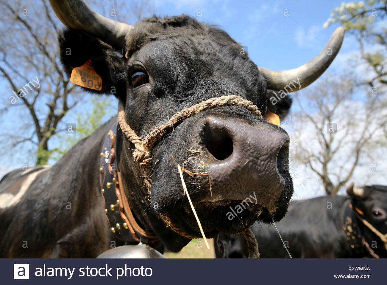 Herens Cattle High Resolution Stock Photography and Images - Alamy