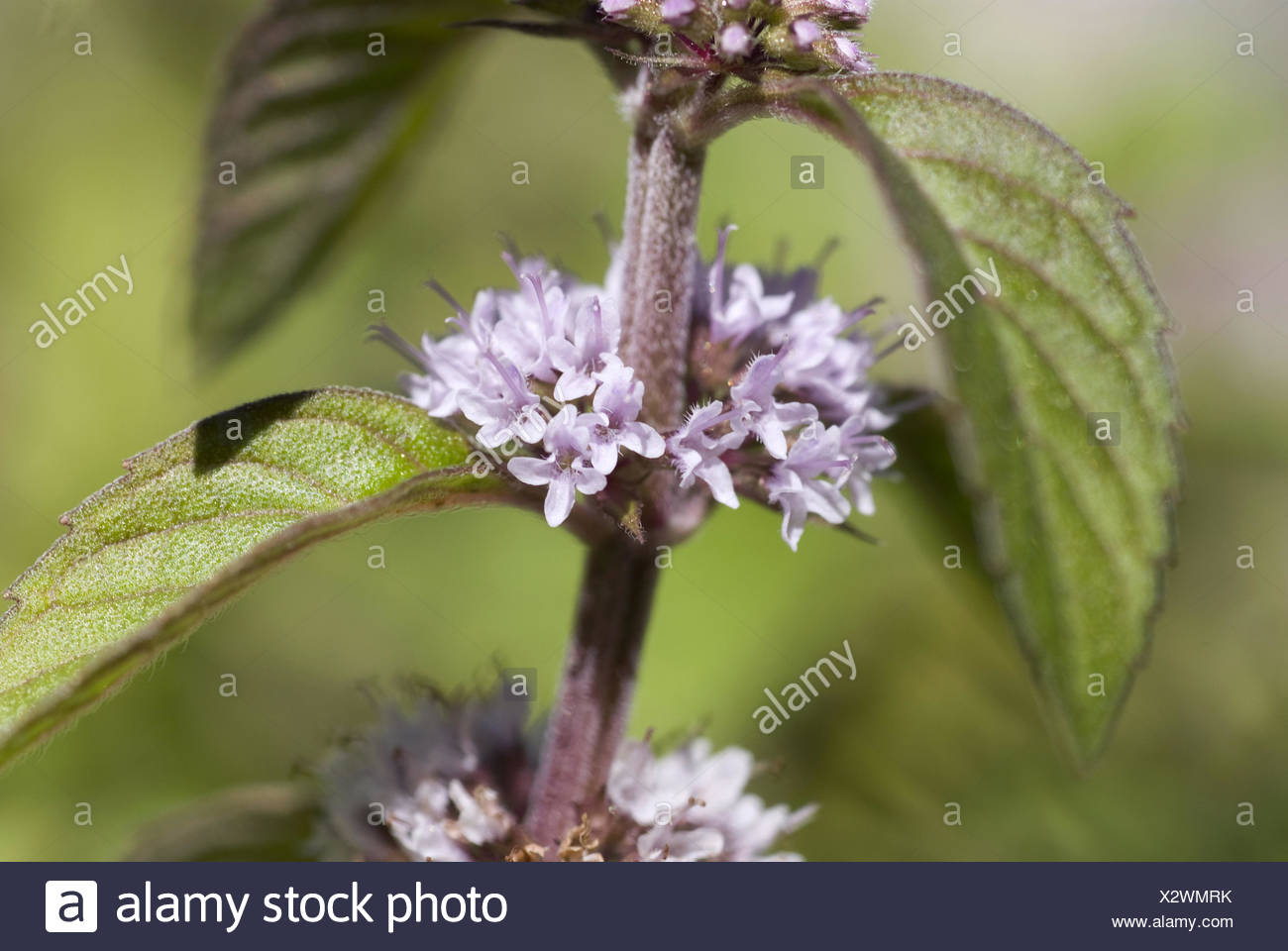 Field Mint Mentha Arvensis High Resolution Stock Photography and Images ...