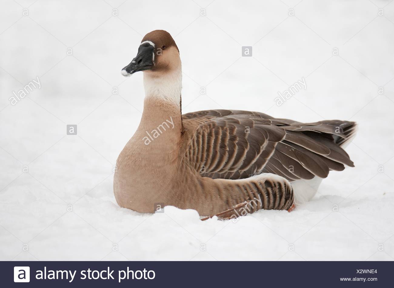 Goose Knob High Resolution Stock Photography and Images - Alamy
