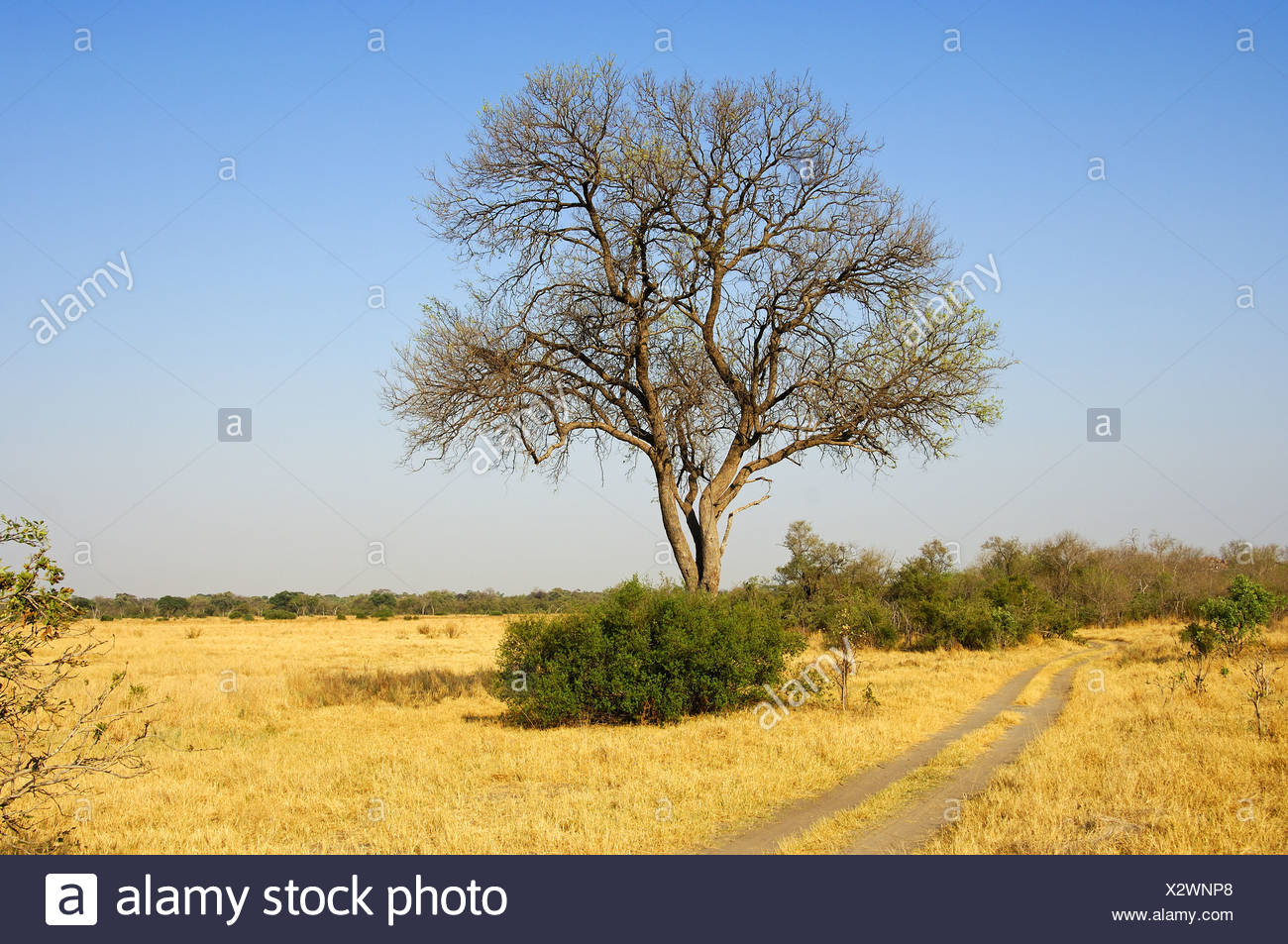 Semi Deciduous Stock Photos & Semi Deciduous Stock Images - Alamy