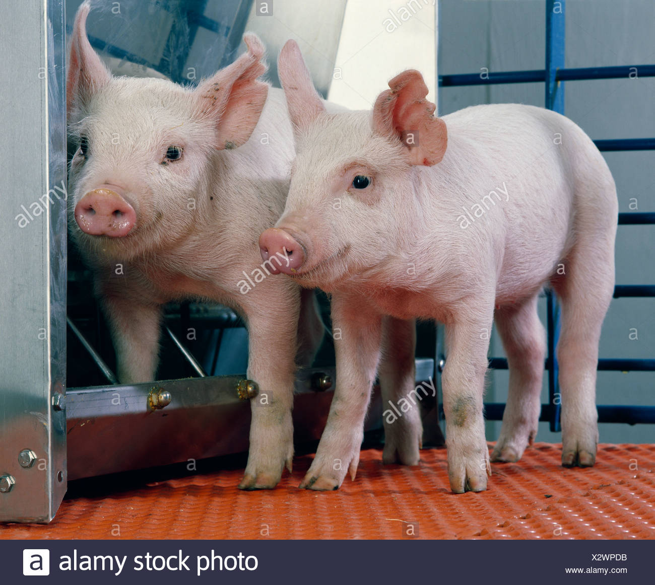 Crossbred Pigs High Resolution Stock Photography and Images - Alamy