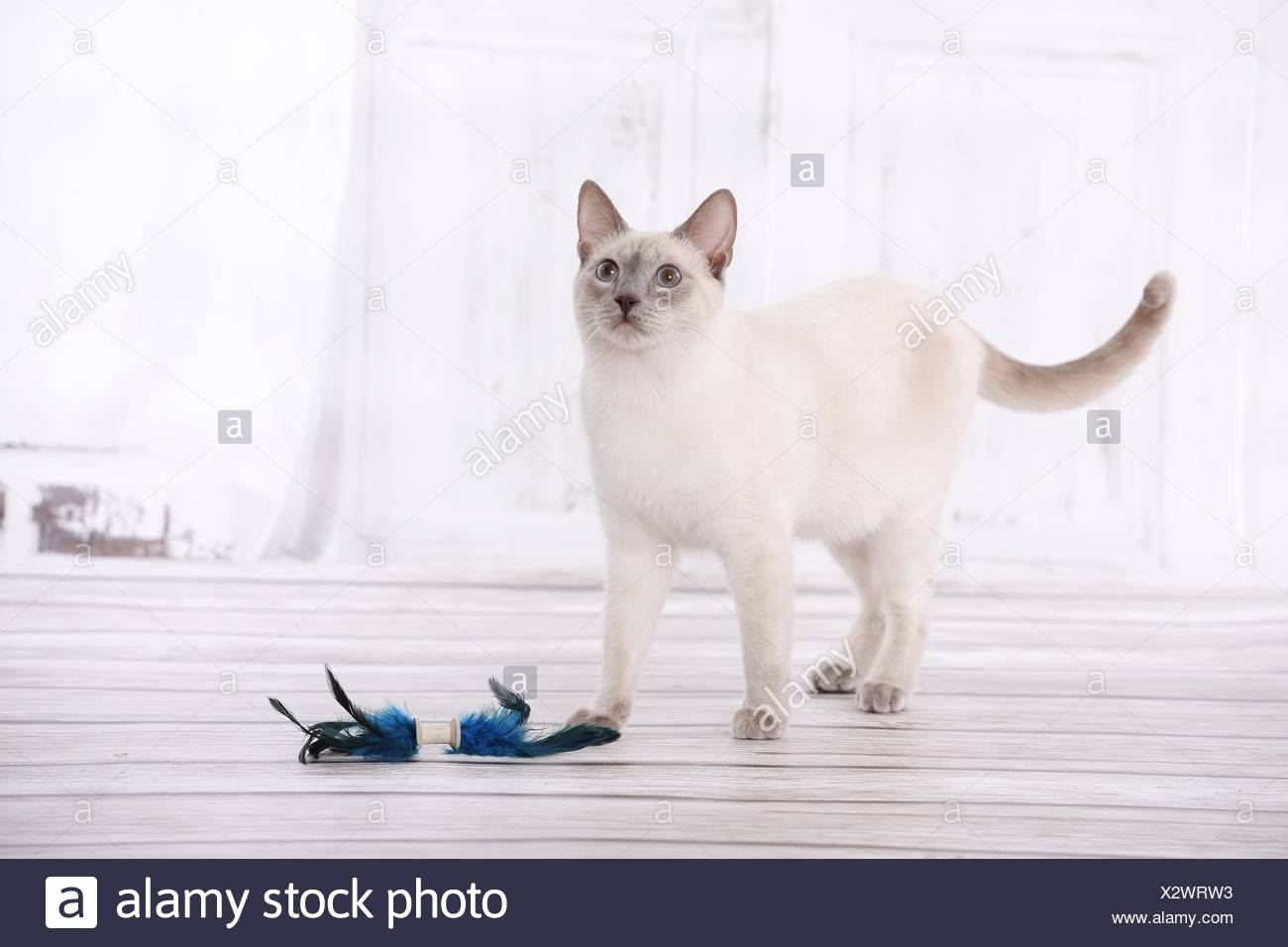 Old Style Siamese Cat High Resolution Stock Photography and Images - Alamy