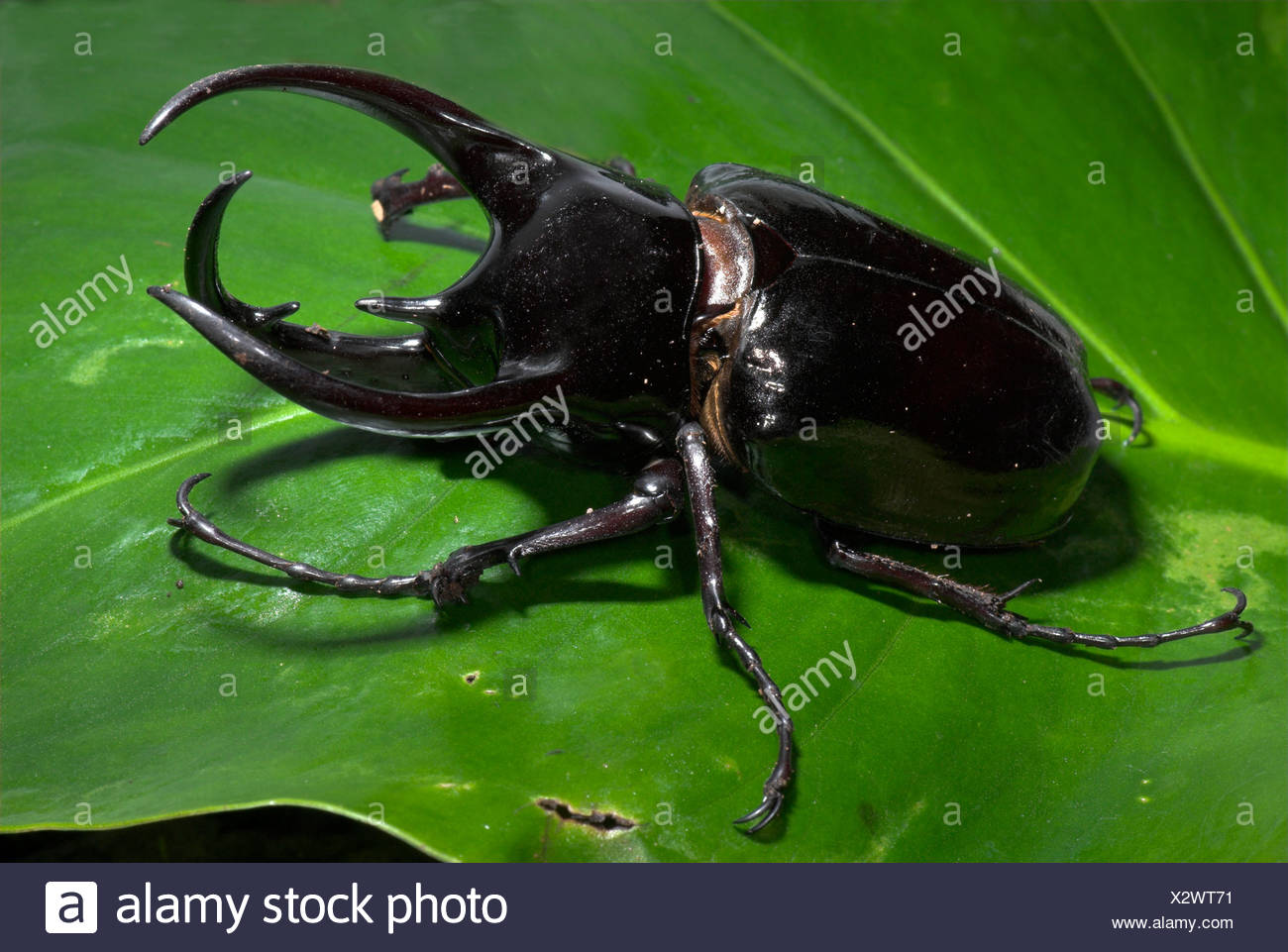 Atlas Beetle Stock Photos & Atlas Beetle Stock Images - Alamy