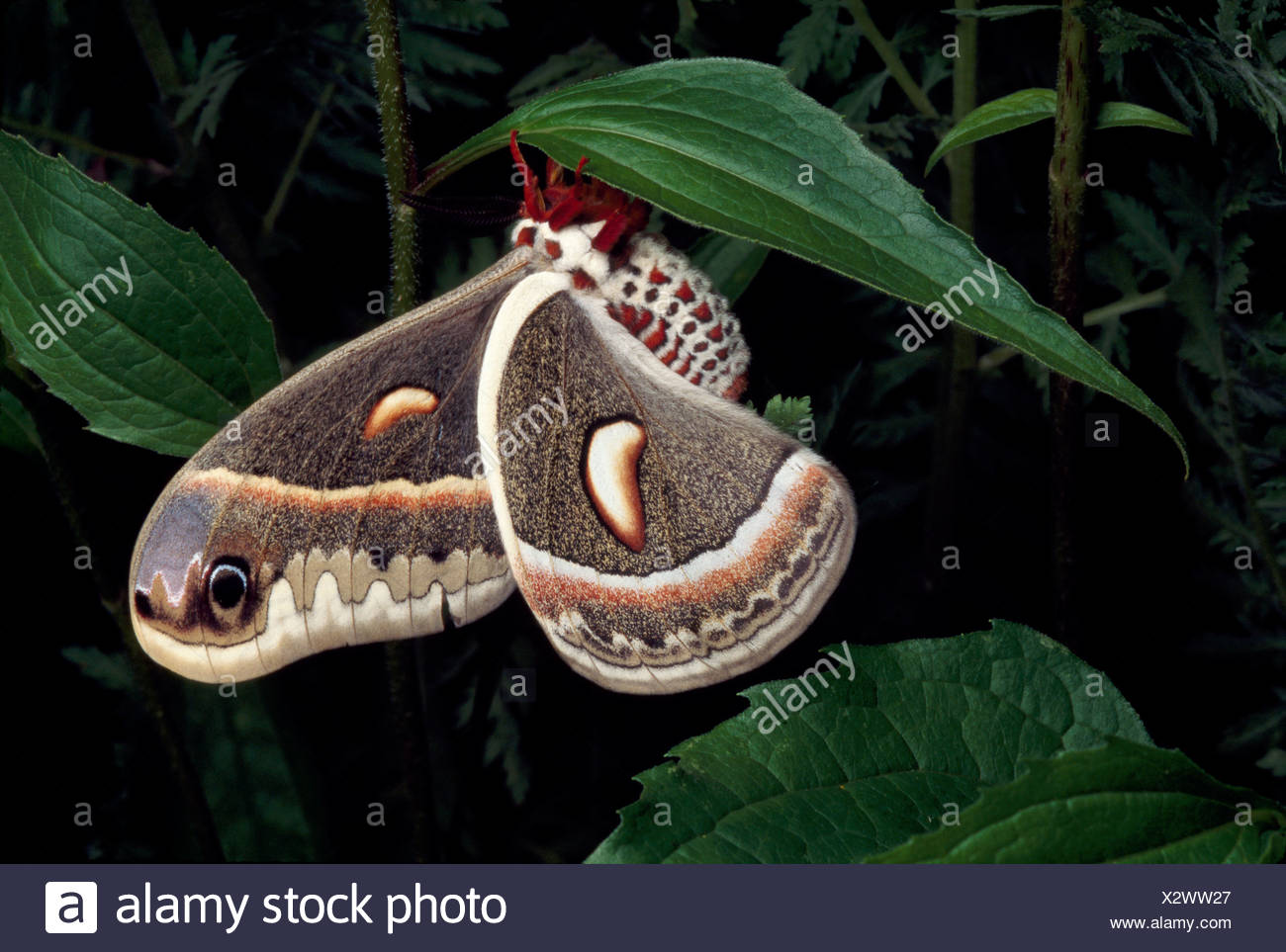 North Americas Largest Native Moth High Resolution Stock Photography ...