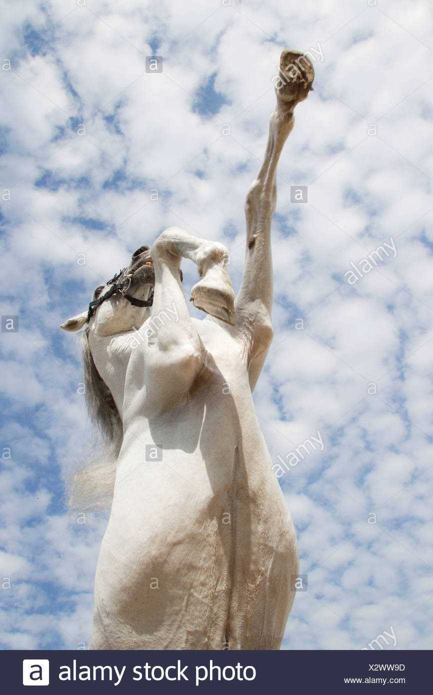 Rearing Andalusian Horse High Resolution Stock Photography and Images ...