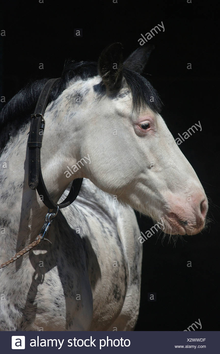 Criollos Horse High Resolution Stock Photography and Images - Alamy