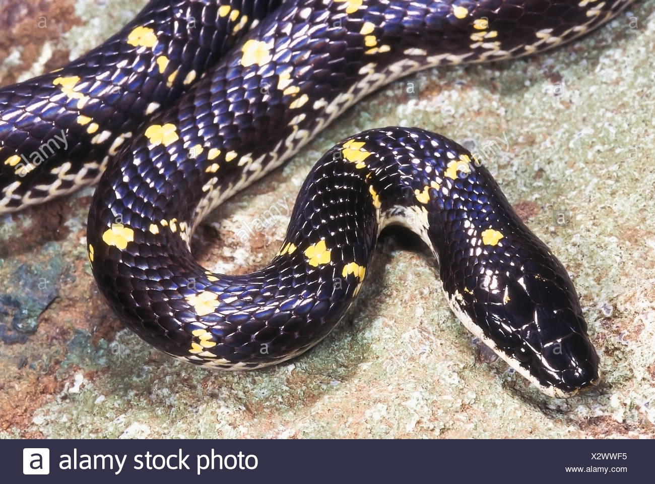 Yellow Spotted High Resolution Stock Photography and Images - Alamy
