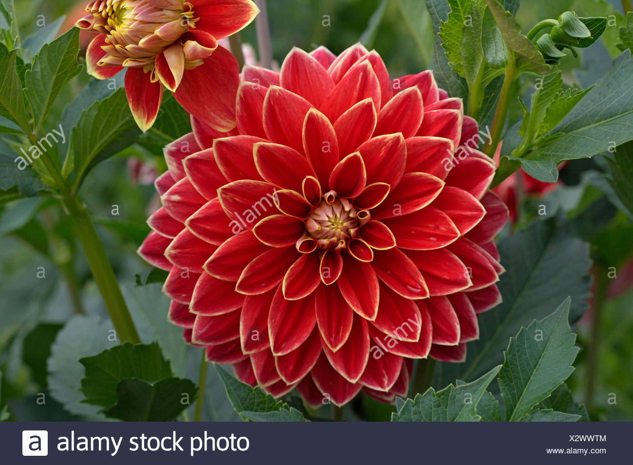 Georginas High Resolution Stock Photography and Images - Alamy