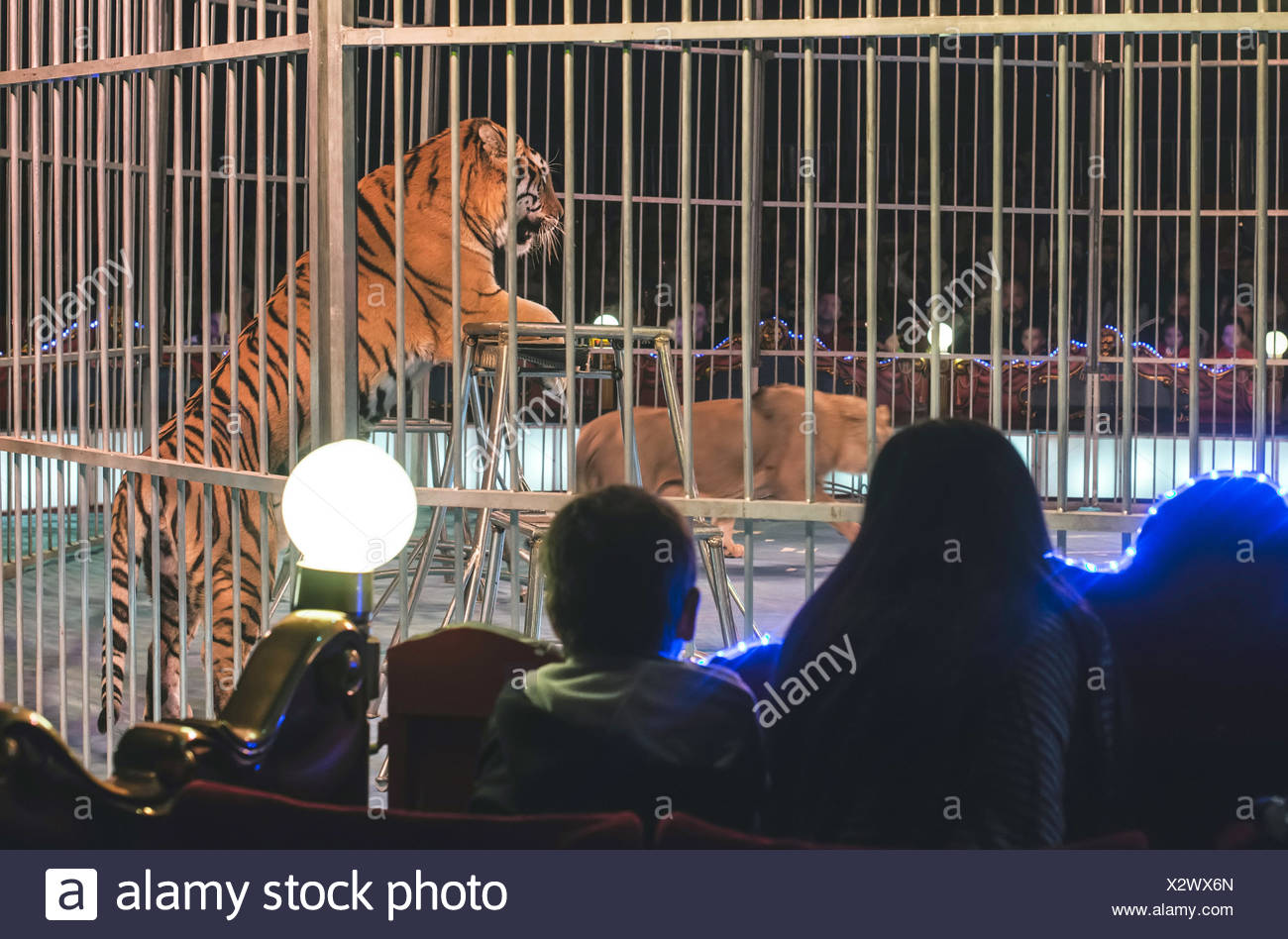 Circus Show Tiger Tamer Stock Photos & Circus Show Tiger Tamer Stock ...